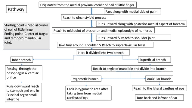 Small Intestine, introduction, indications, pathway.pptx