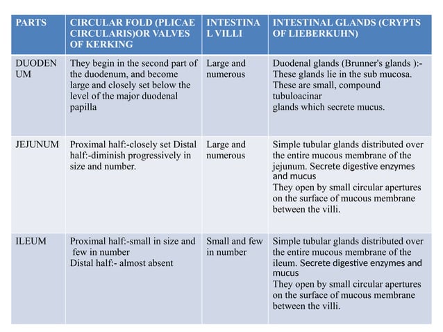 SMALL INTESTINE.Small intestine notes hahgab | PPT