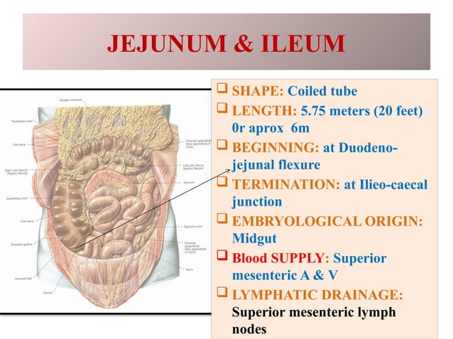 SMALL INTESTINE.pptx.................... | PPT