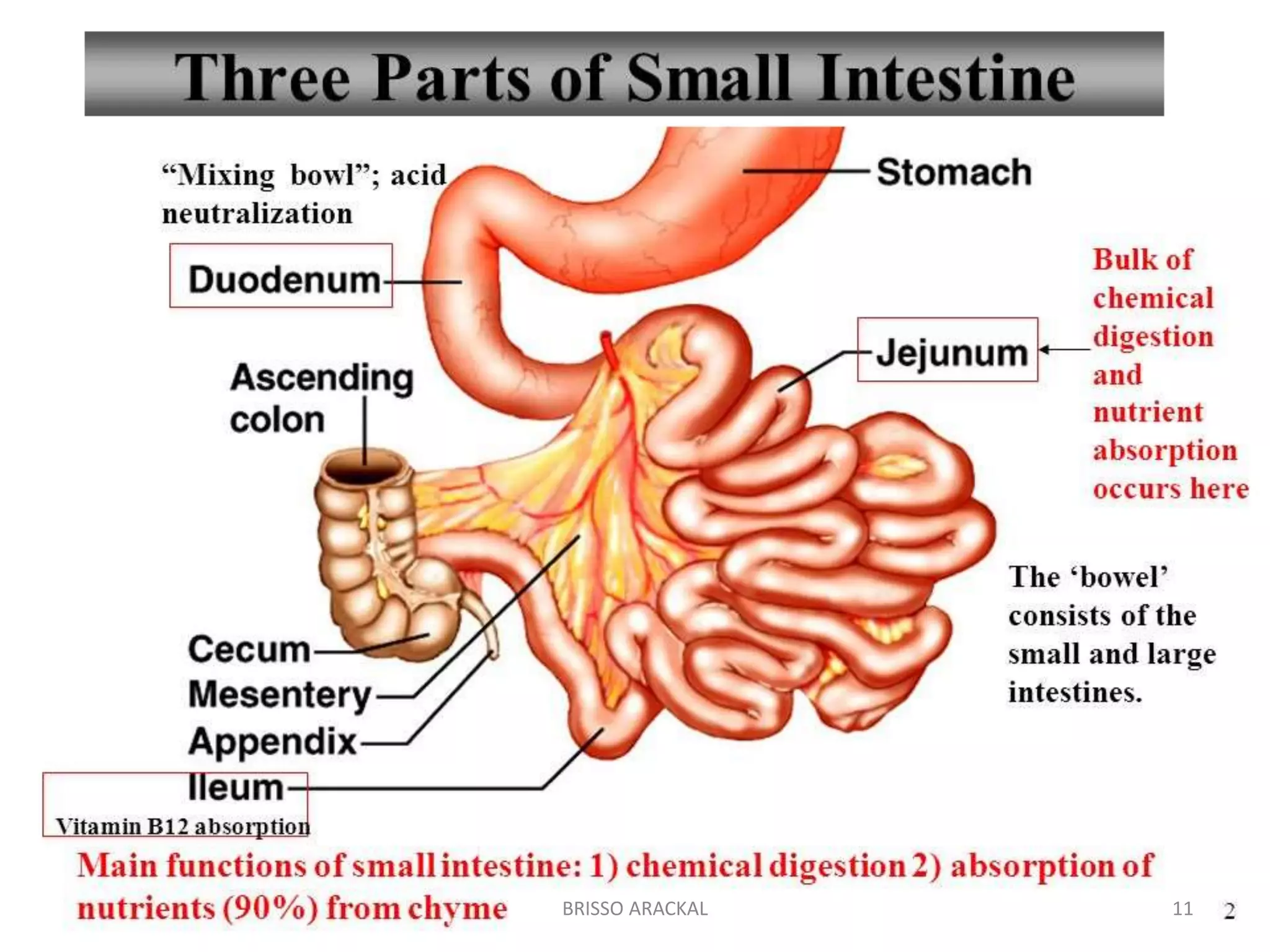 Small intestine | PPTX