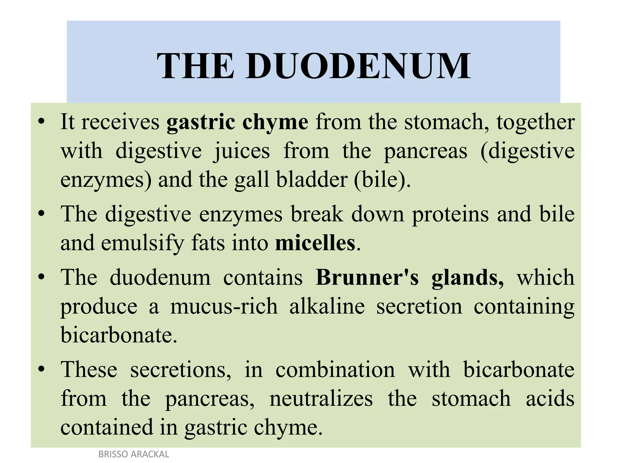 Small intestine | PPTX