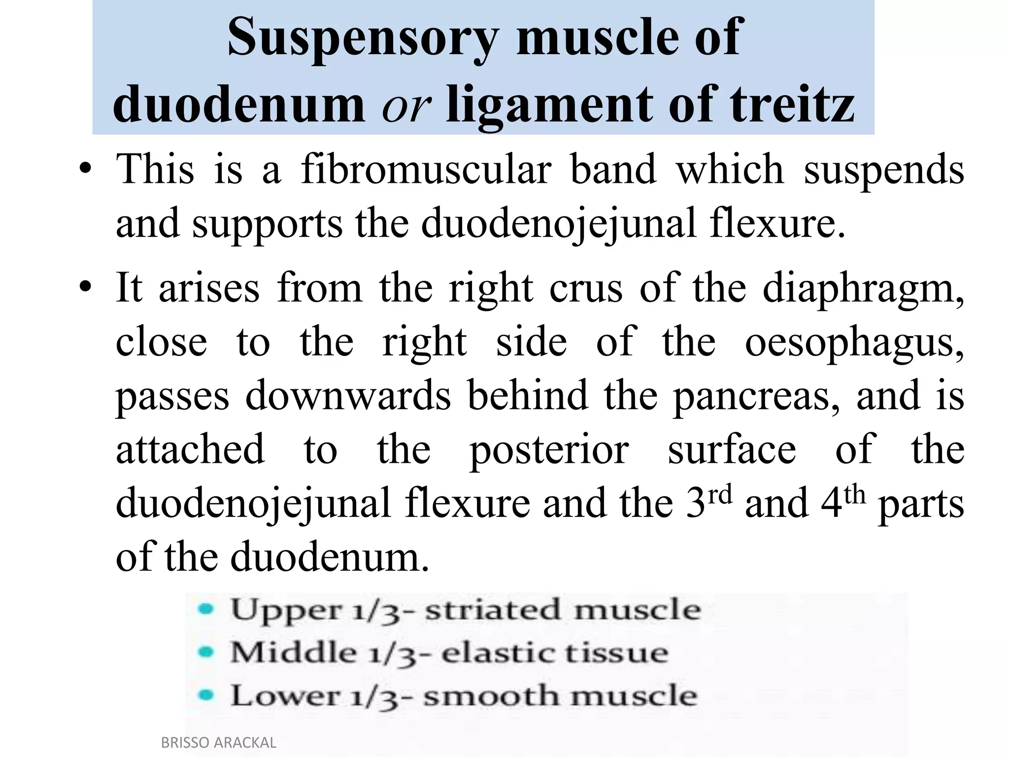 Small intestine | PPTX