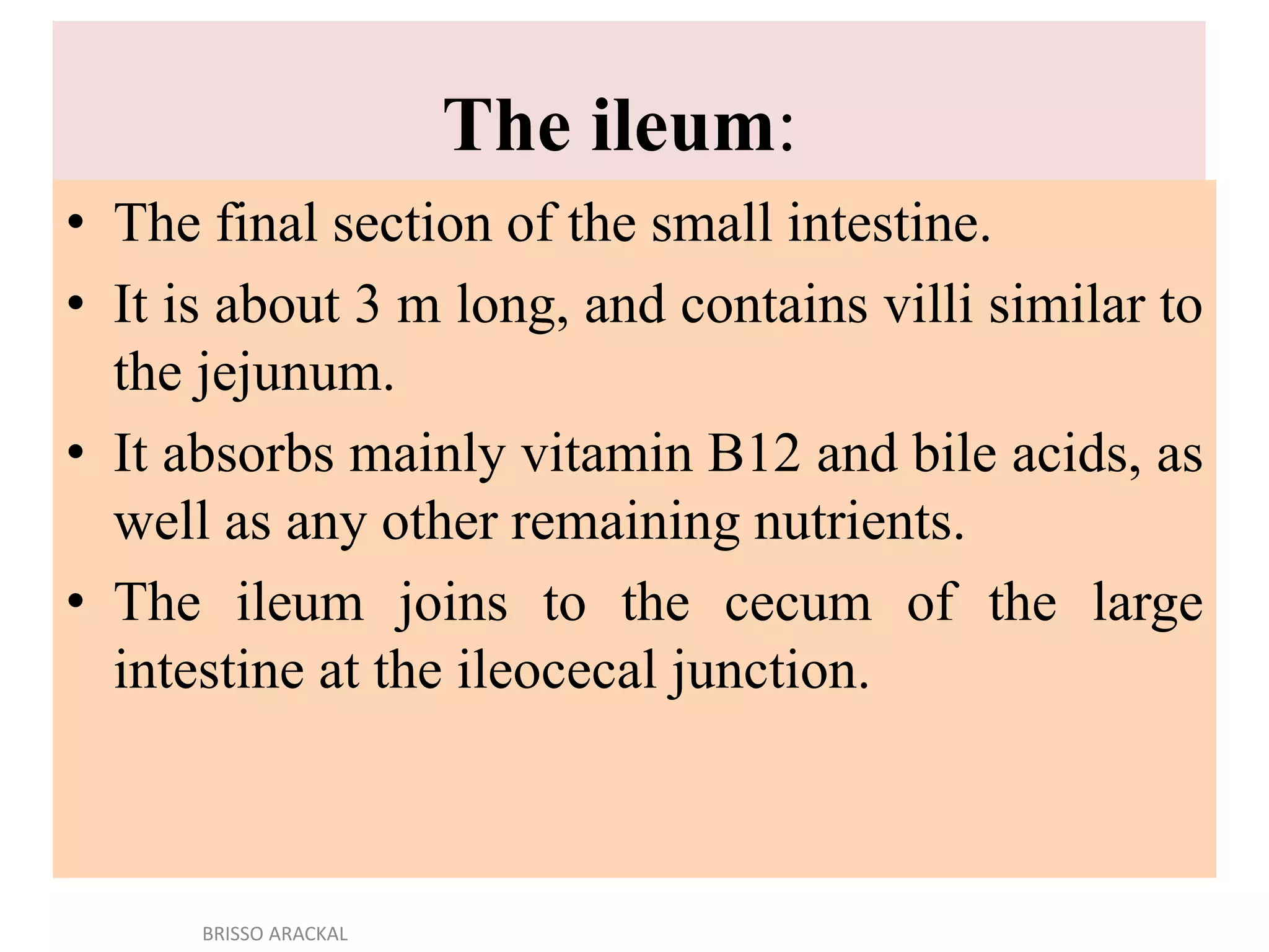 Small intestine | PPTX