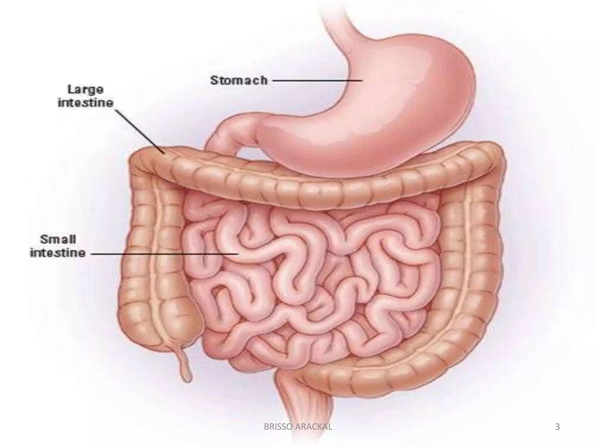 Small intestine | PPTX