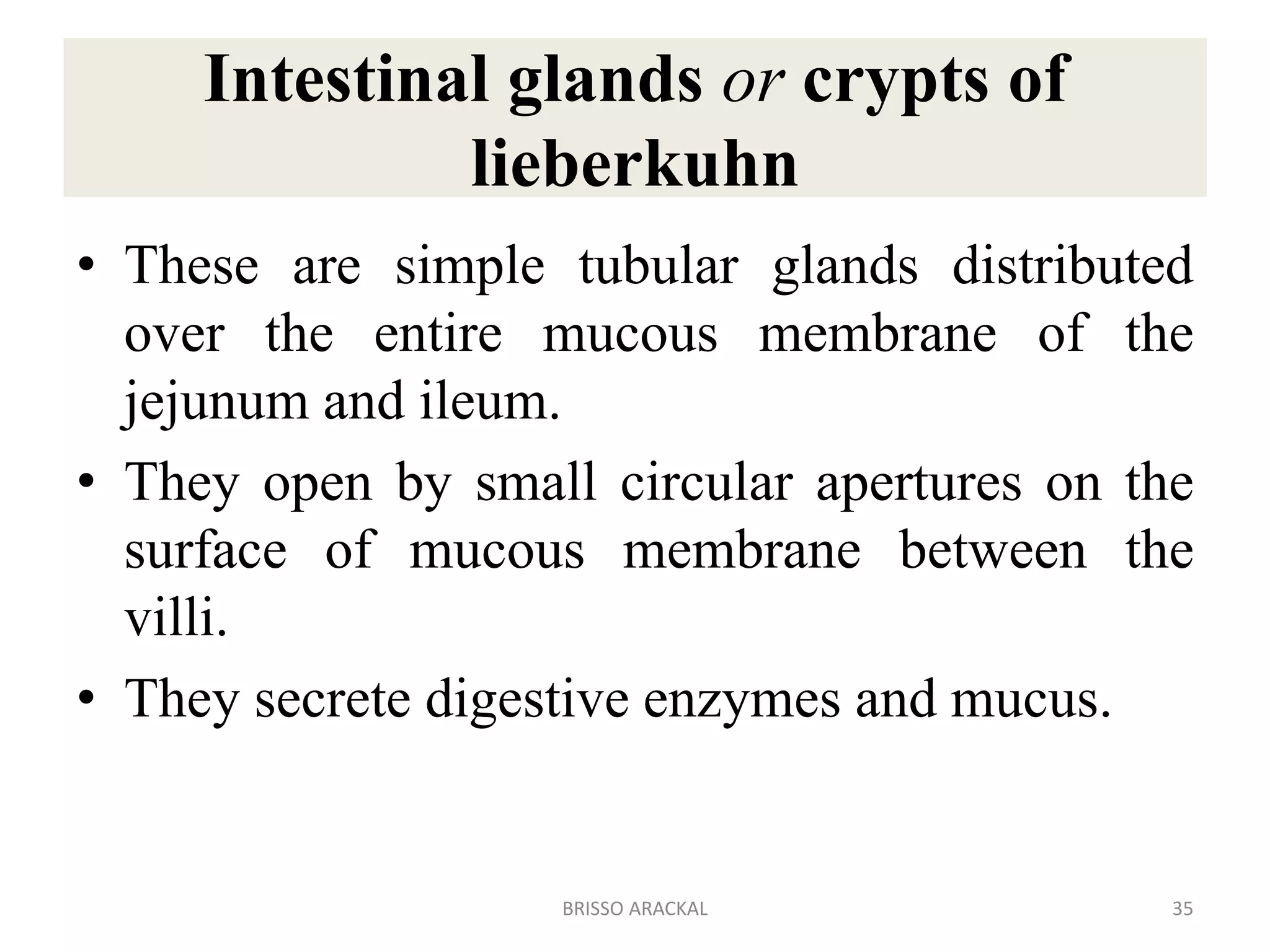 Small intestine | PPTX