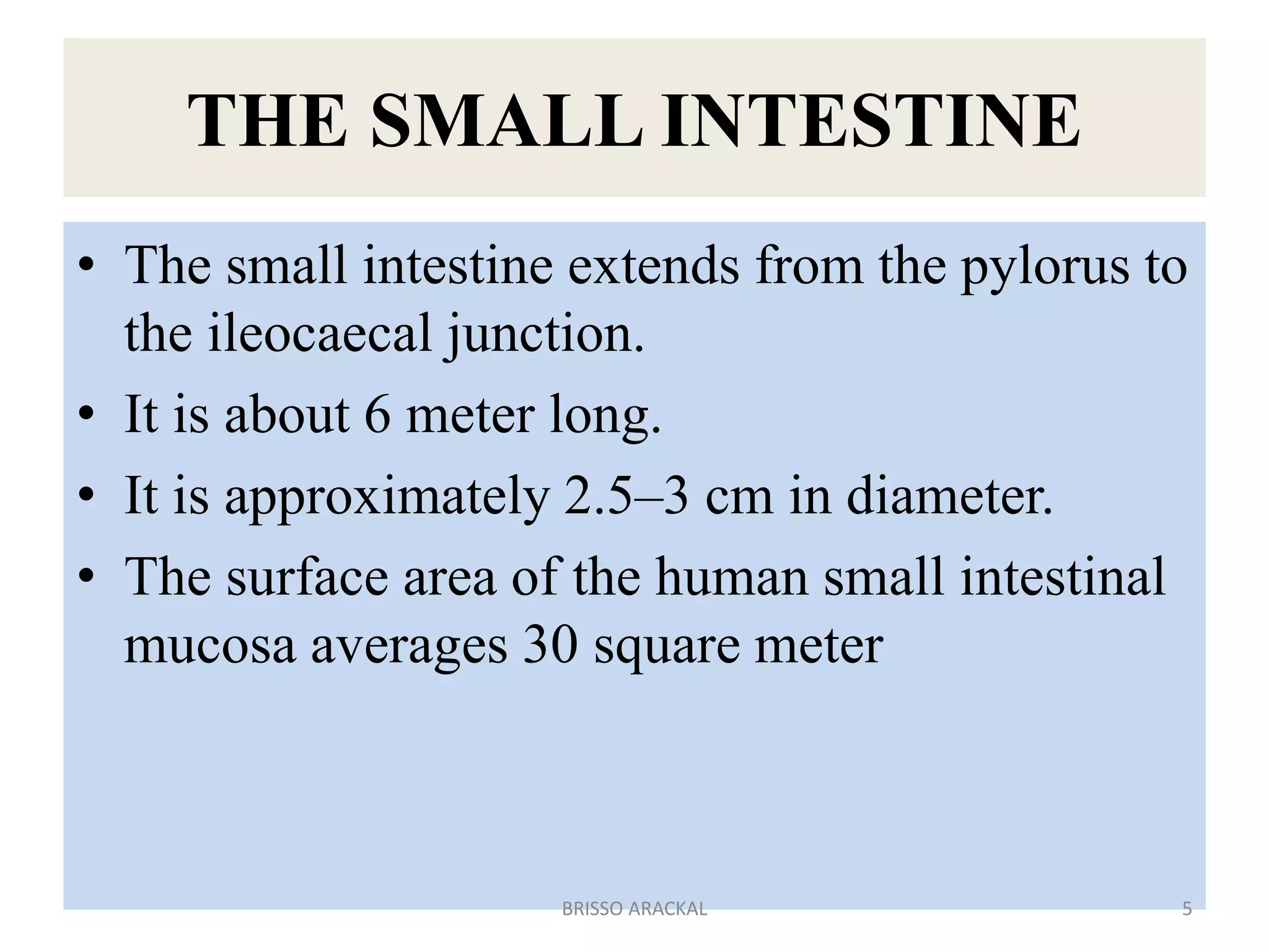Small intestine | PPTX