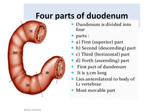 Small intestine | PPTX | Digestive Disorders | Diseases and Conditions