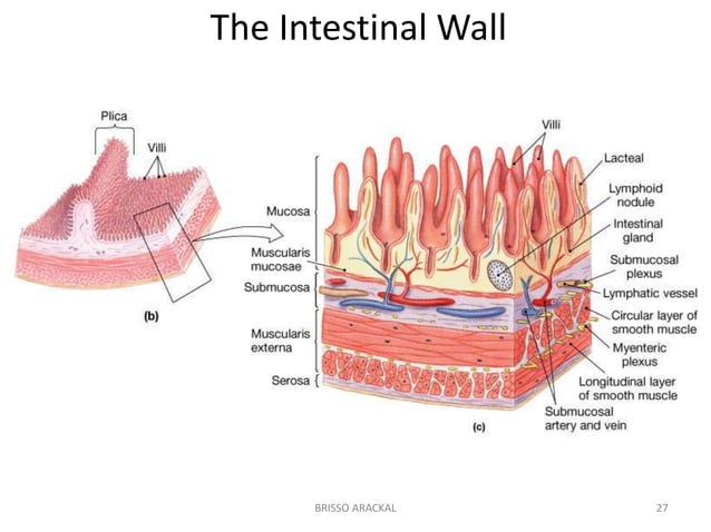 Small intestine | PPTX | Digestive Disorders | Diseases and Conditions
