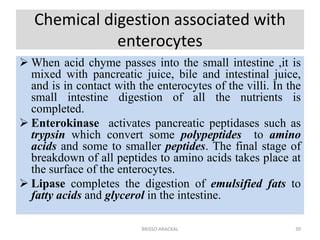 Small intestine | PPTX