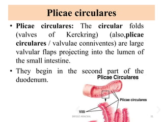 Plicae Circulares