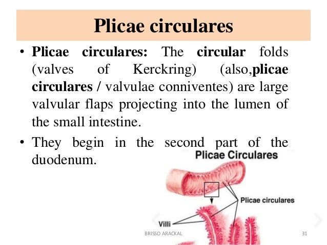 Small Intestine