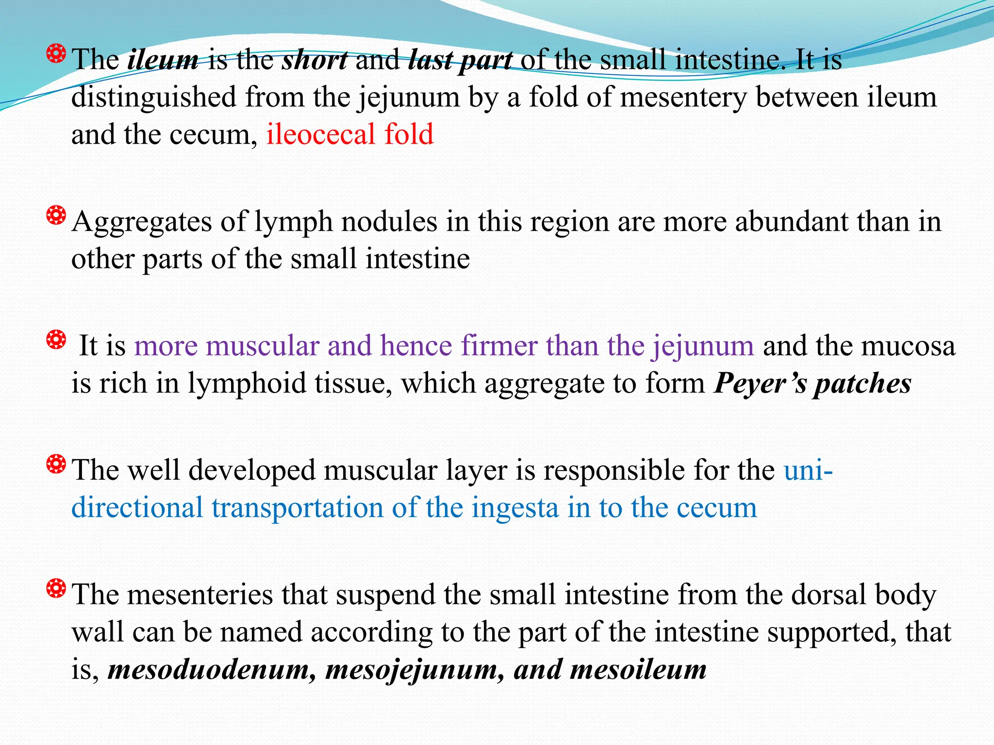 Small Intestine (1).pptxzgsxvaghhgghjrrfee | PPT
