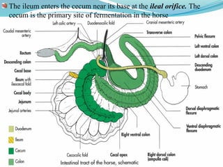 Small Intestine (1).pptxzgsxvaghhgghjrrfee | PPT