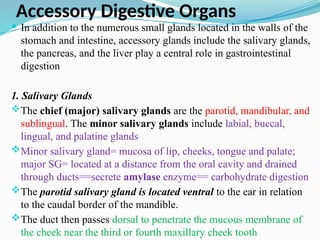Small Intestine (1).pptxzgsxvaghhgghjrrfee | PPTX