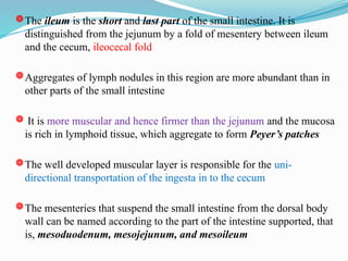 Small Intestine (1).pptxzgsxvaghhgghjrrfee | PPT