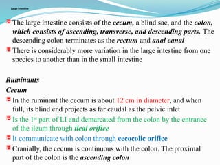 Small Intestine (1).pptxzgsxvaghhgghjrrfee | PPTX