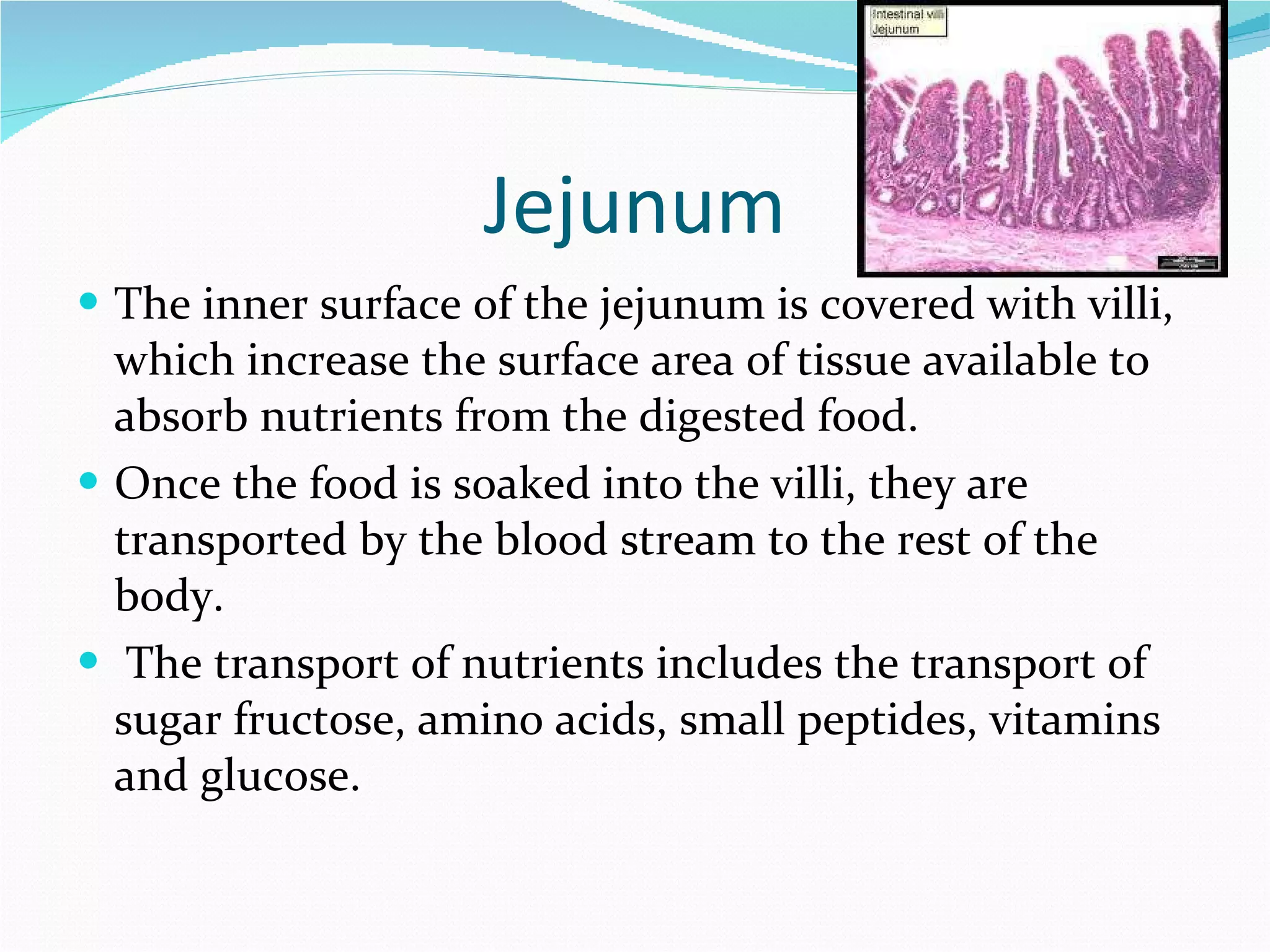 Small intestine (2) | PPT
