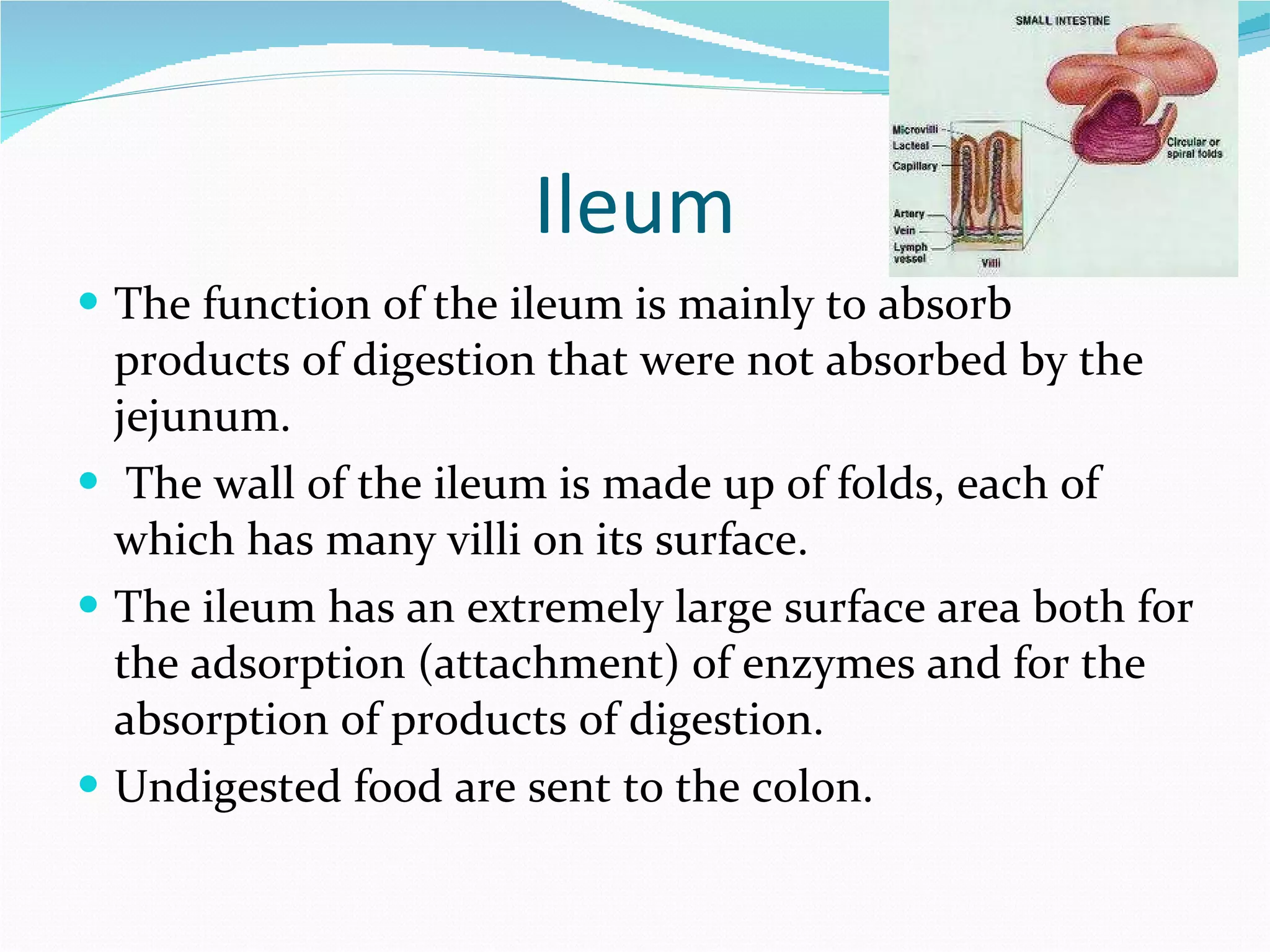 Small intestine (2) | PPT | Digestive Disorders | Diseases and Conditions