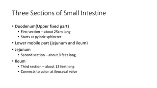 SMALL INTESTINE(2).pptx for allied health science | PPT
