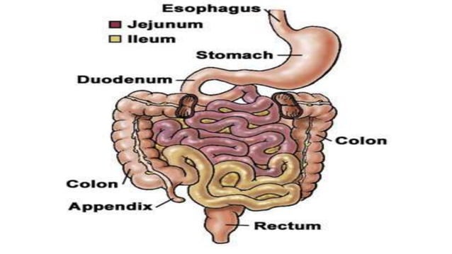 SMALL INTESTINE(2).pptx for allied health science | PPT