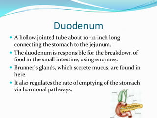 Small intestine (3) | PPTX