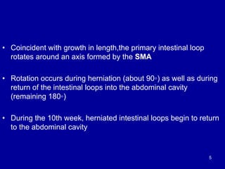 radiological anatomy of Small intestine abdul final | PPT