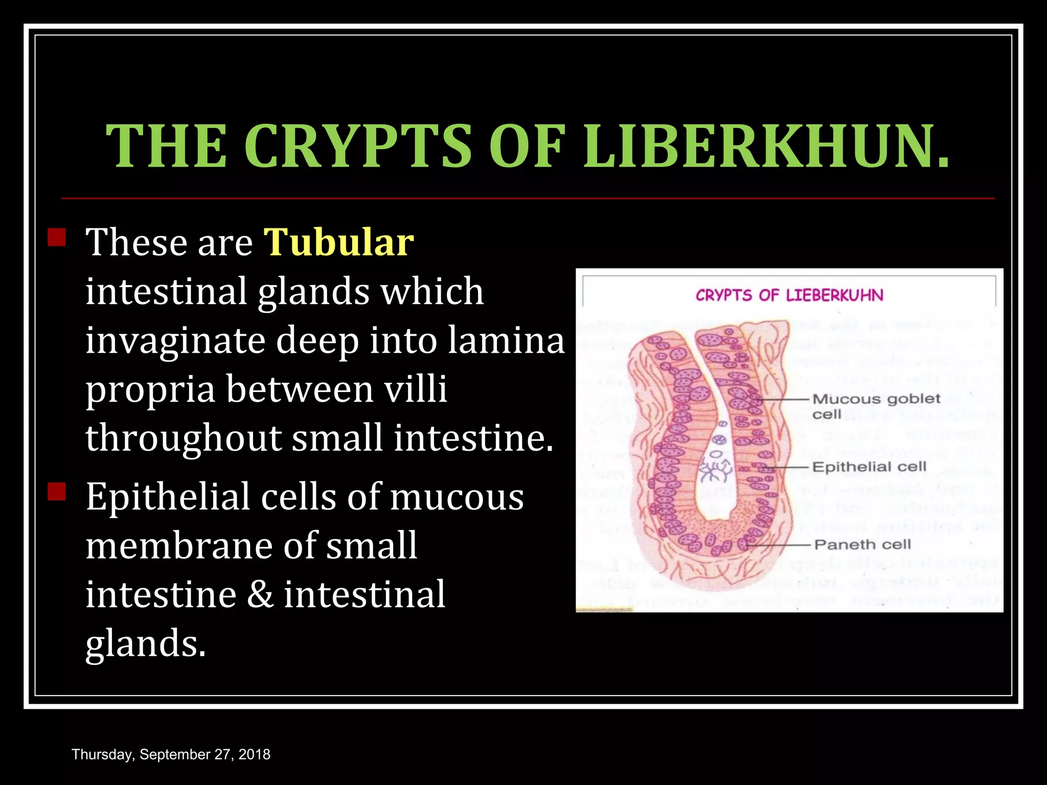 SMALL INTESTINE AND LARGE INTESTINE | PPT