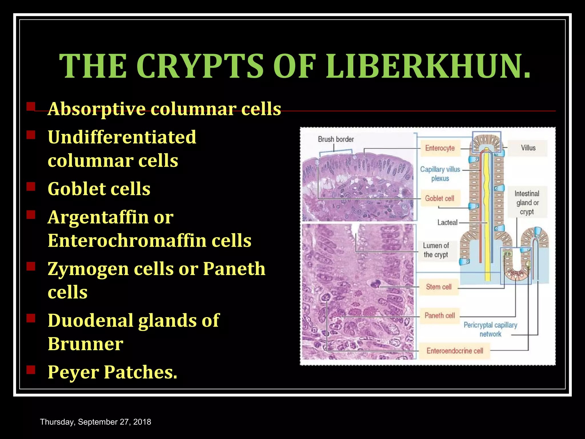 SMALL INTESTINE AND LARGE INTESTINE | PPT