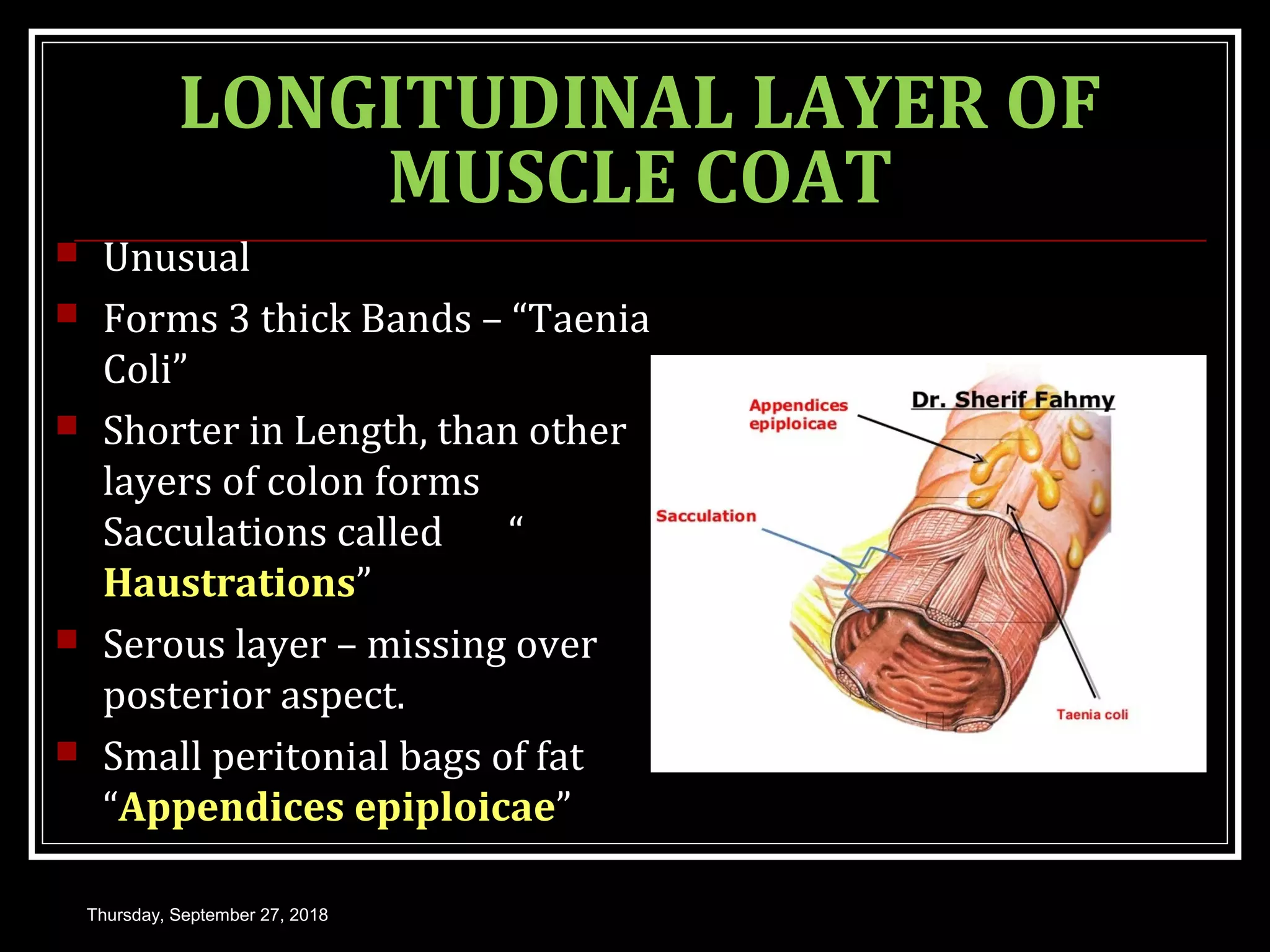 SMALL INTESTINE AND LARGE INTESTINE | PPT