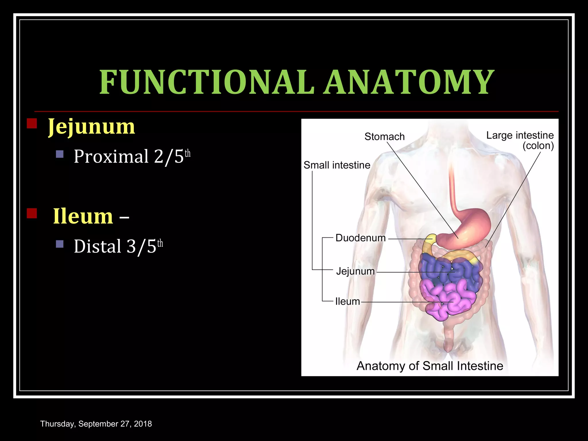 SMALL INTESTINE AND LARGE INTESTINE | PPT