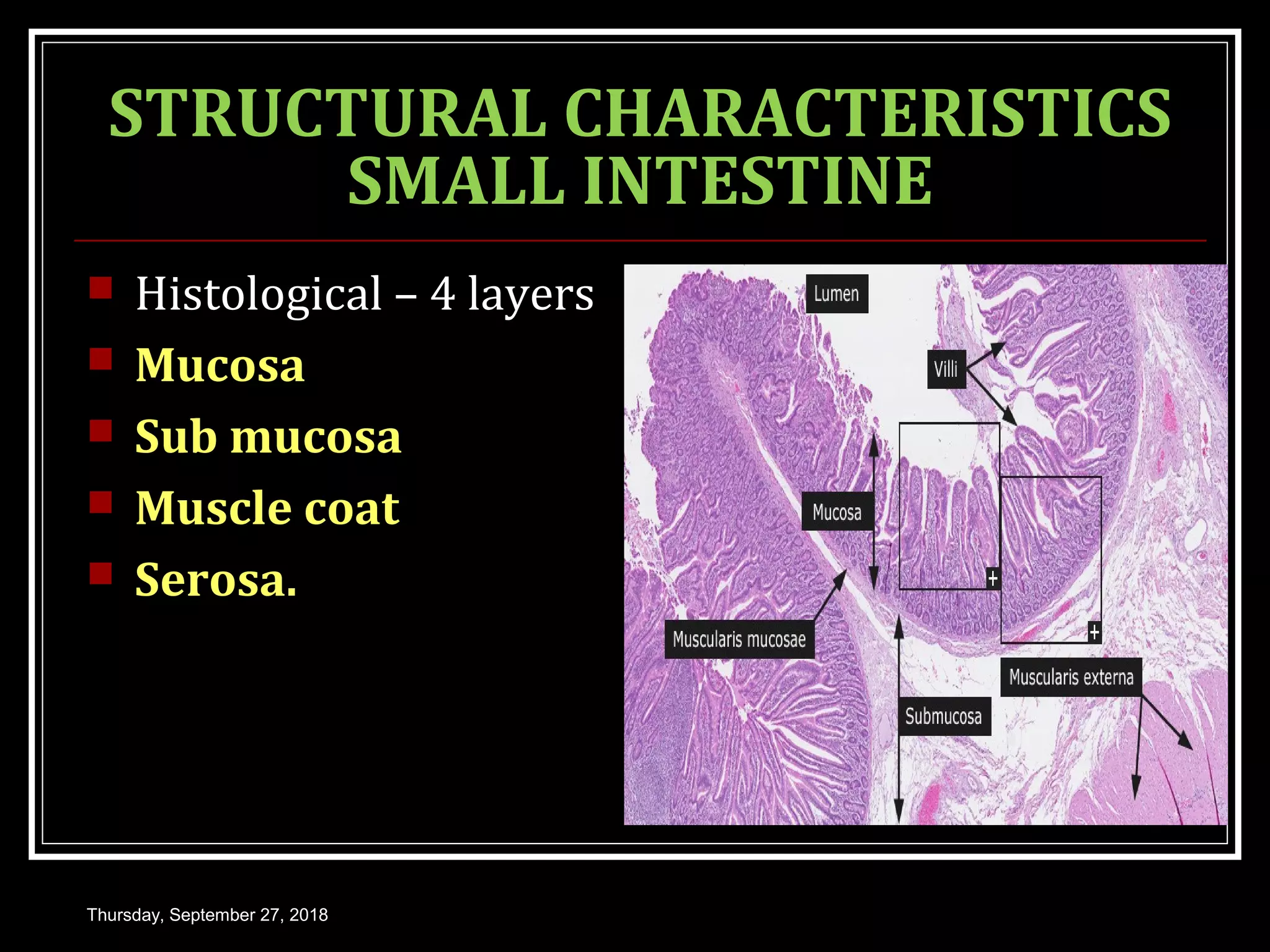 SMALL INTESTINE AND LARGE INTESTINE | PPT