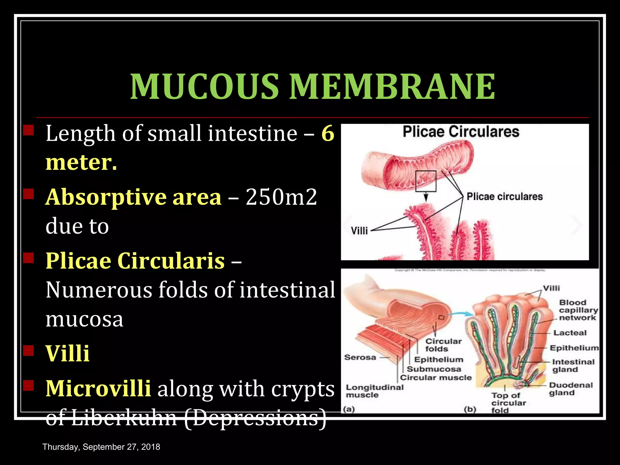 SMALL INTESTINE AND LARGE INTESTINE | PPT