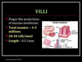SMALL INTESTINE AND LARGE INTESTINE | PPT