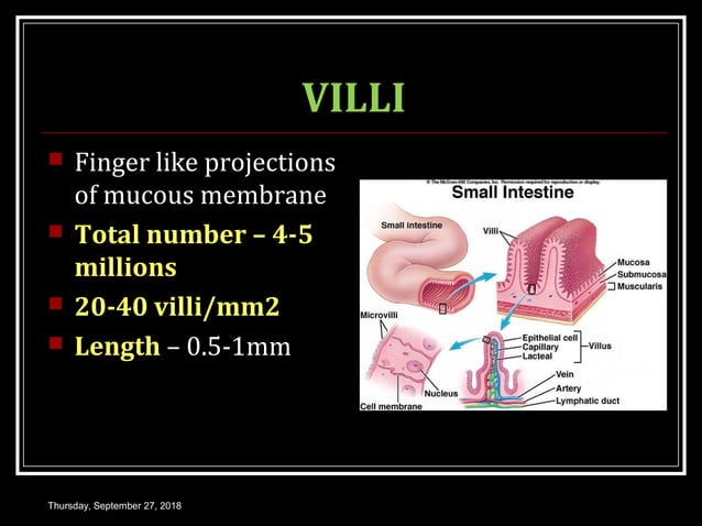 SMALL INTESTINE AND LARGE INTESTINE | PPT