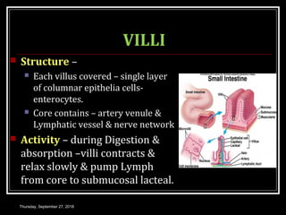 SMALL INTESTINE AND LARGE INTESTINE | PPT