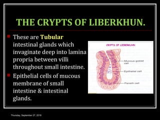 SMALL INTESTINE AND LARGE INTESTINE | PPT