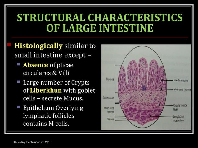 SMALL INTESTINE AND LARGE INTESTINE | PPT