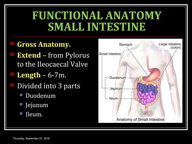 SMALL INTESTINE AND LARGE INTESTINE | PPT