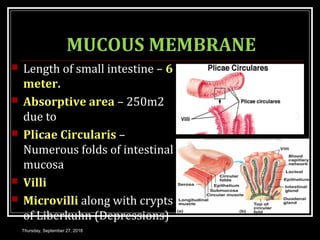 SMALL INTESTINE AND LARGE INTESTINE | PPT
