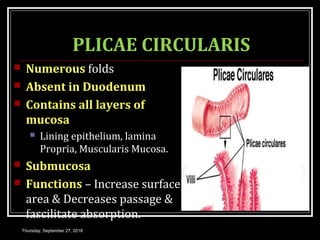 Plicae Circulares Gross