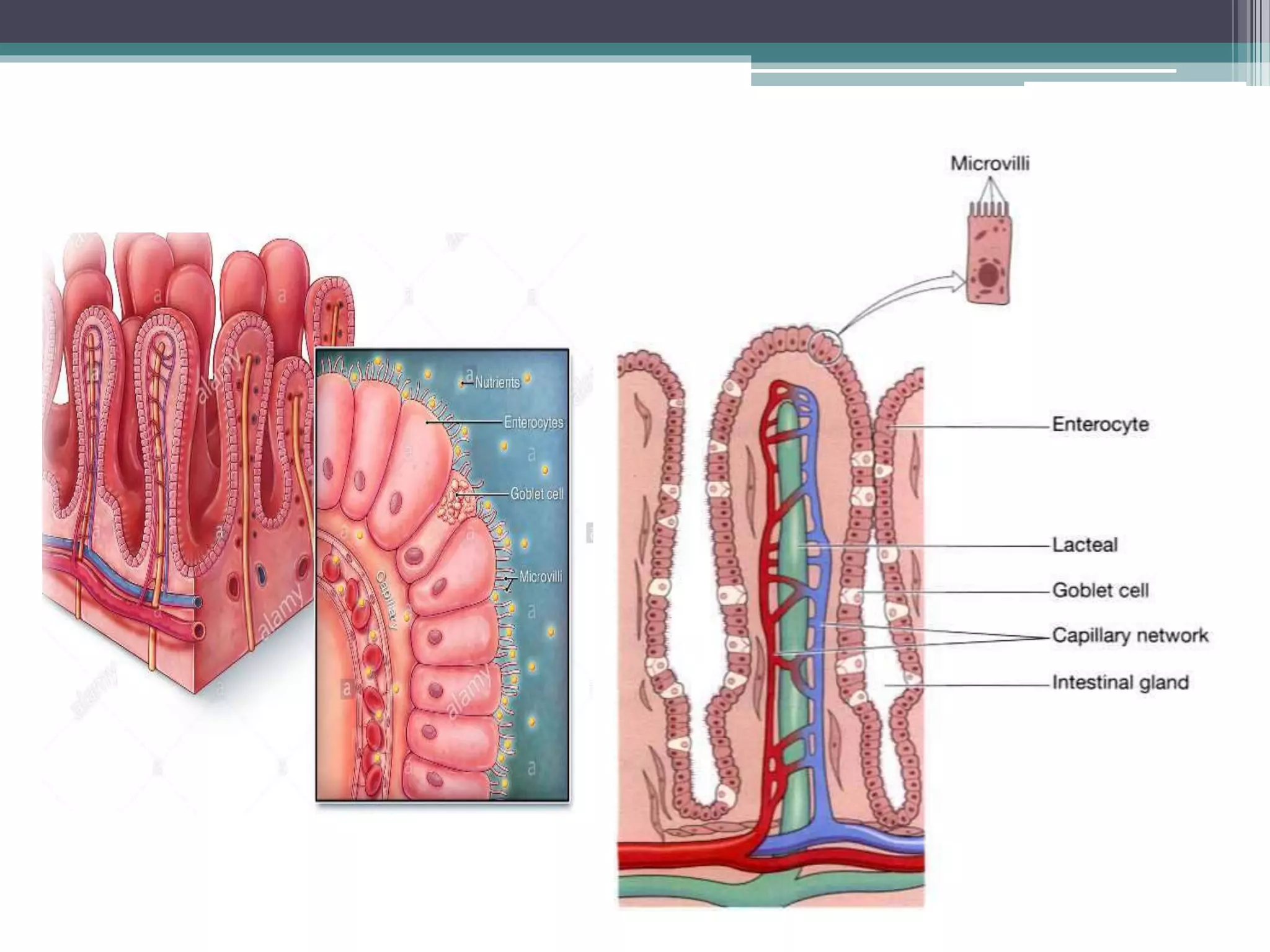 Small intestine and large intestine | PPTX