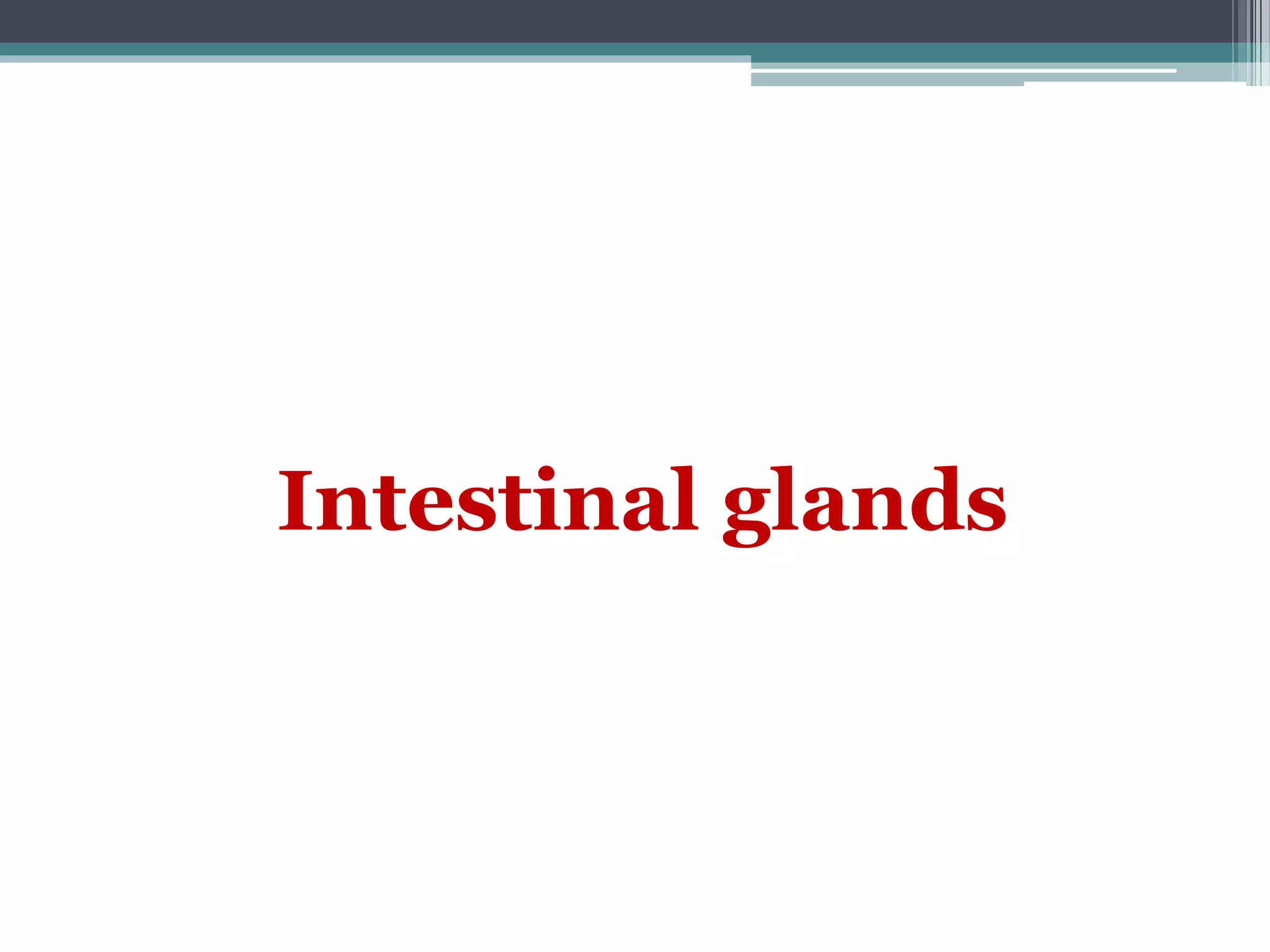 Small intestine and large intestine | PPTX