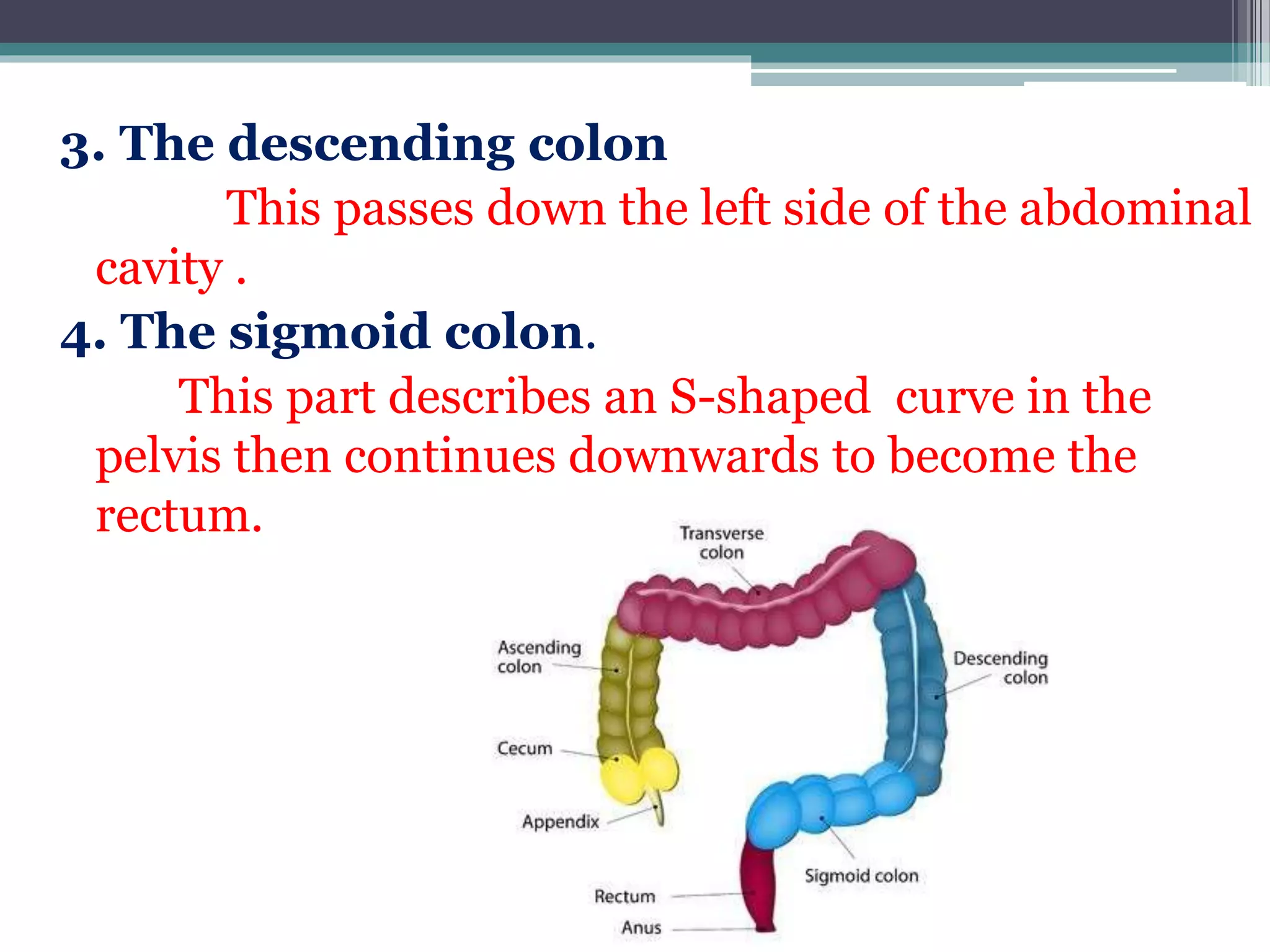 Small intestine and large intestine | PPTX