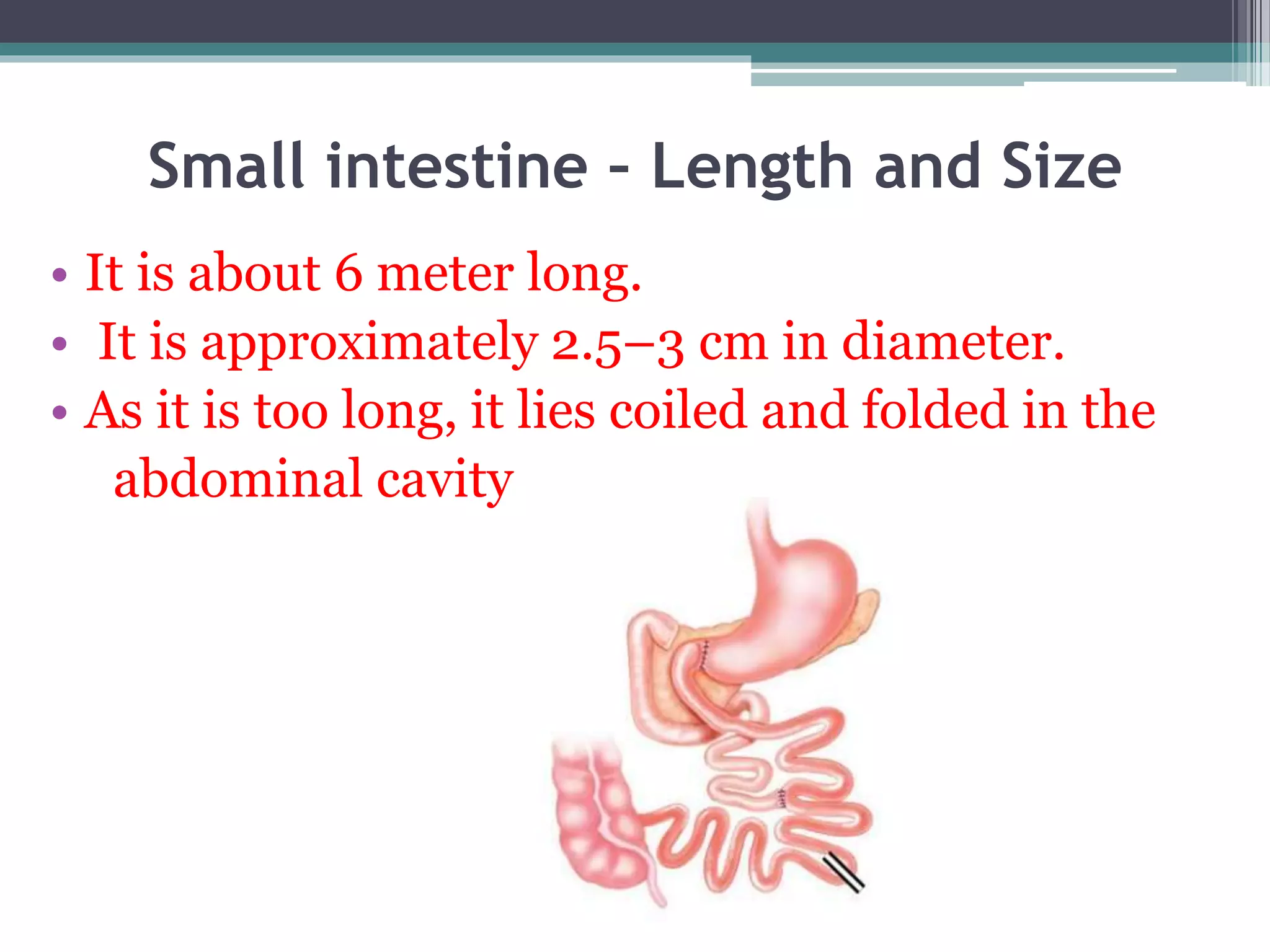 Small intestine and large intestine | PPTX