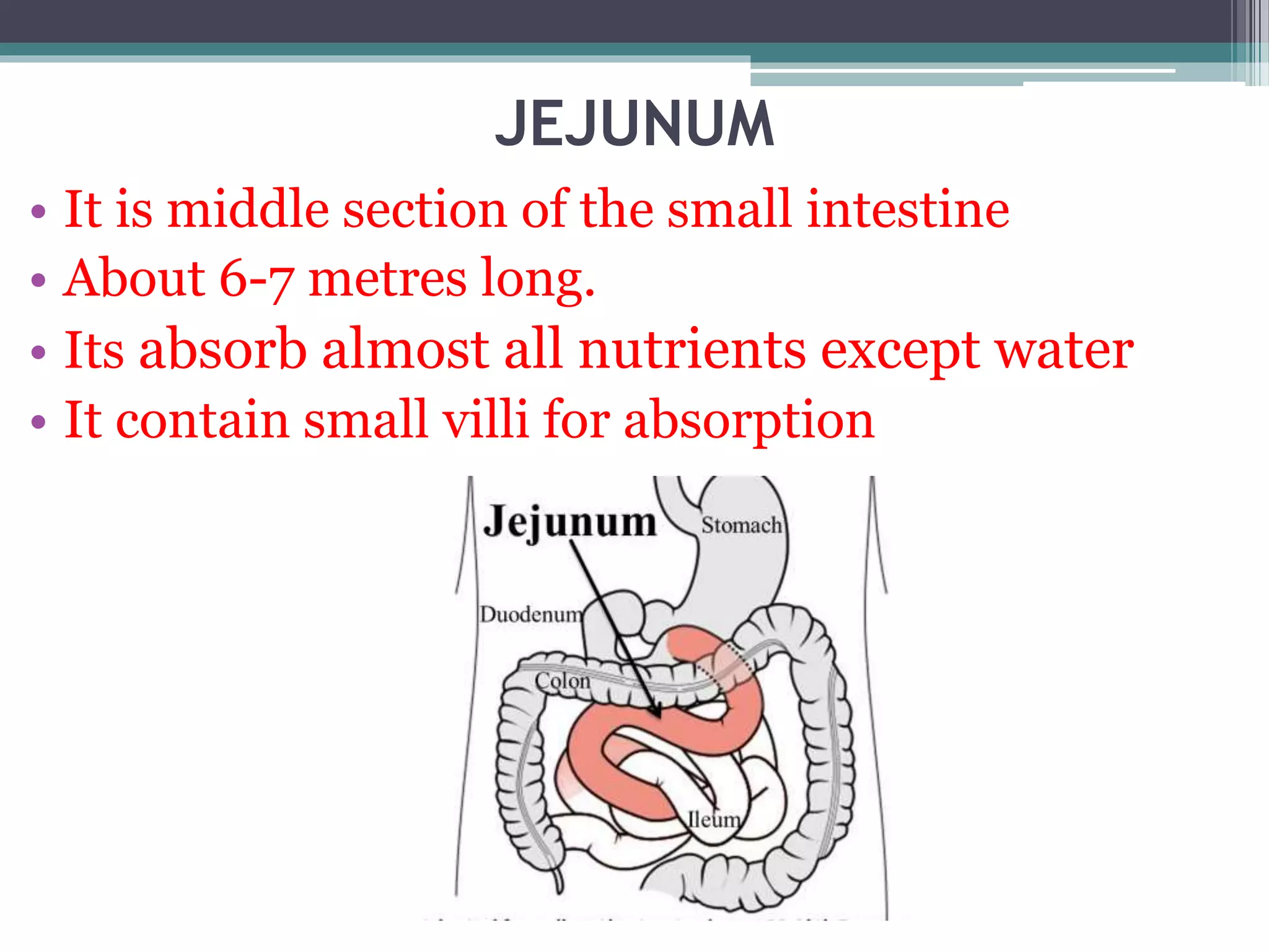 Small intestine and large intestine | PPTX