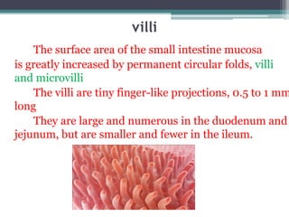 Small intestine and large intestine | PPTX