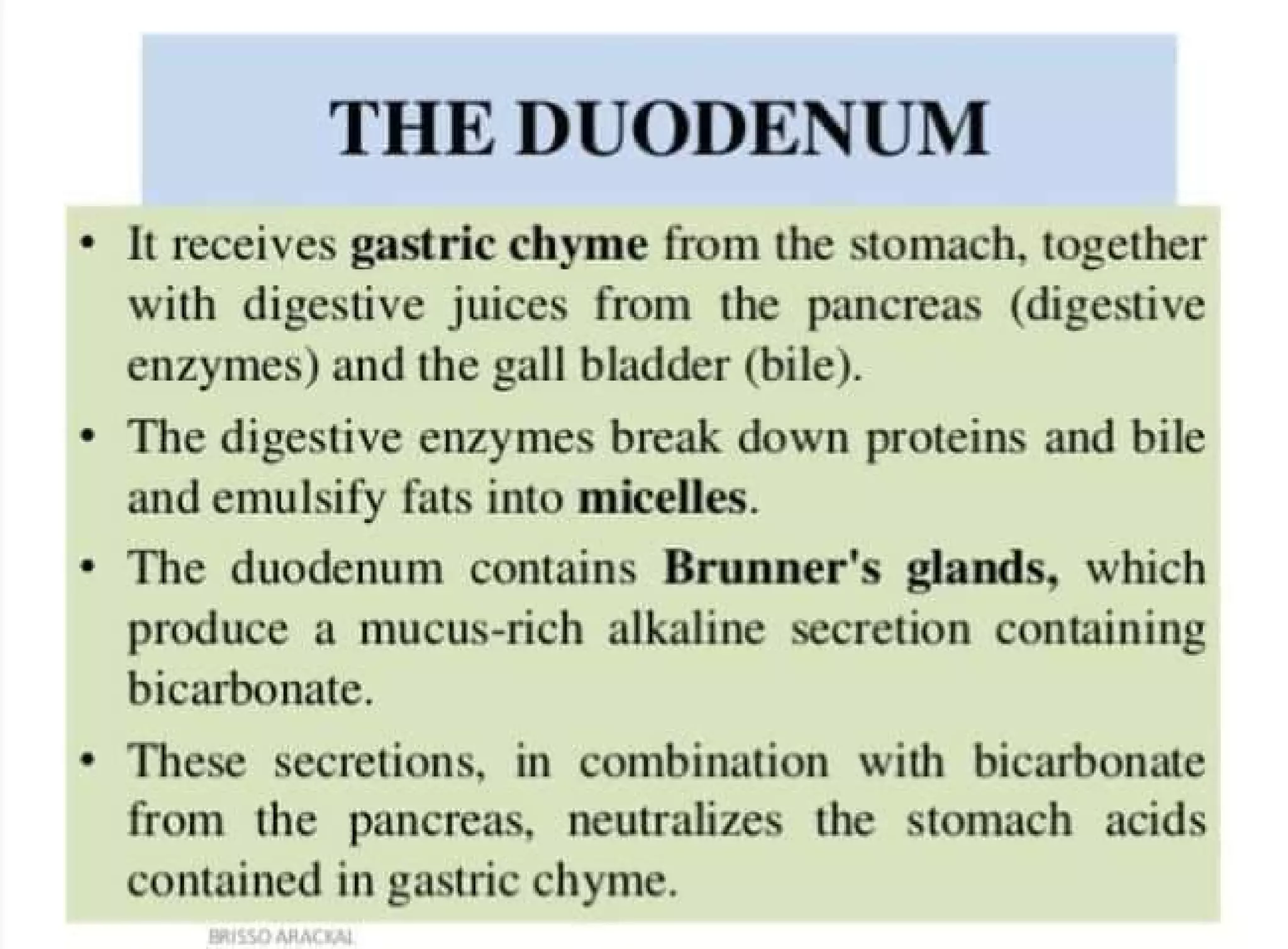 Small intestine detail ( anatomy & physiology) | PDF