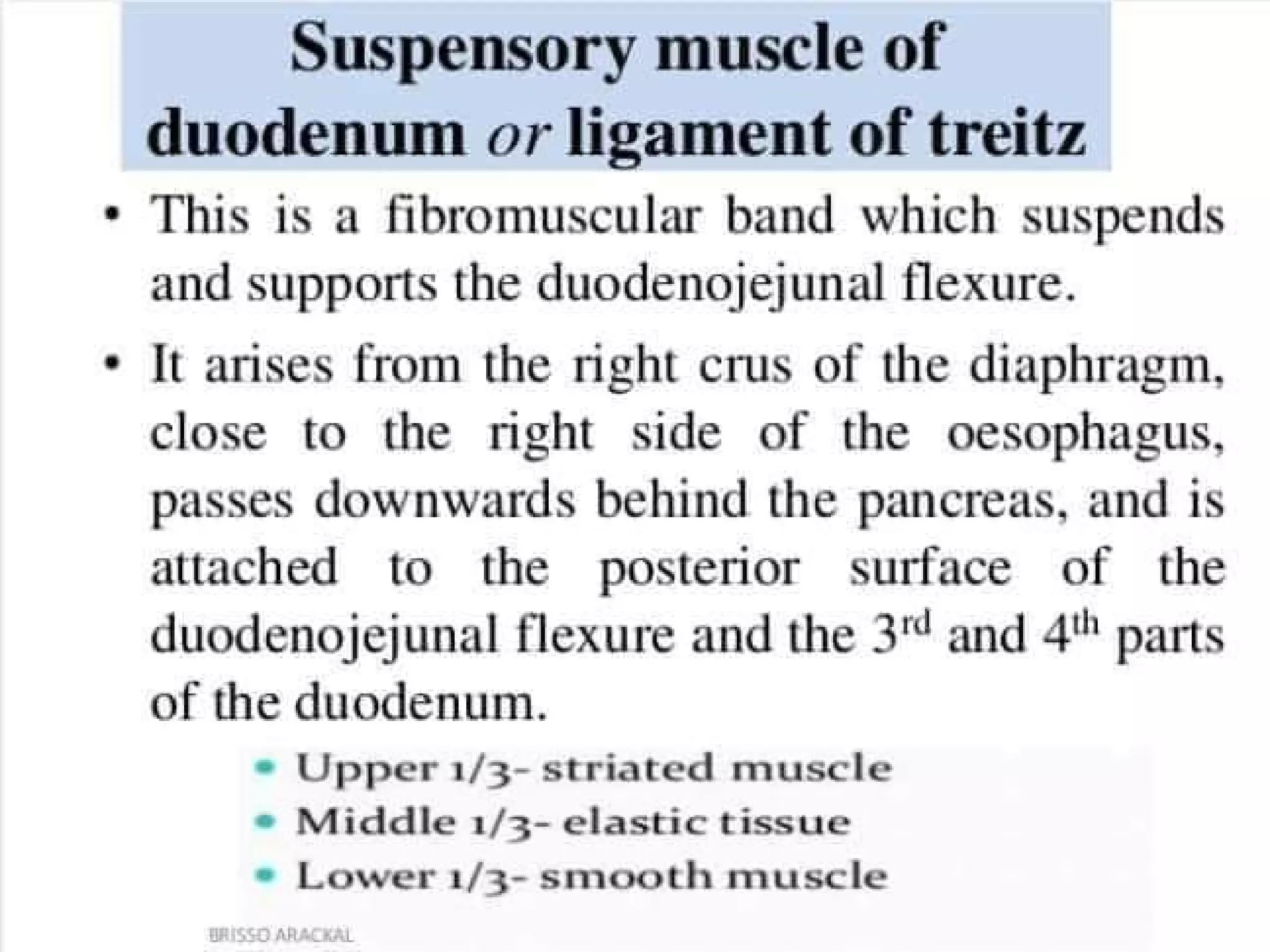 Small intestine detail ( anatomy & physiology) | PDF