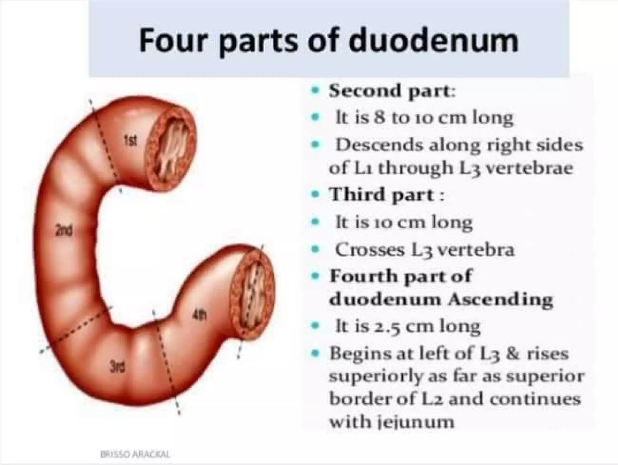 Small intestine detail ( anatomy & physiology) | PDF