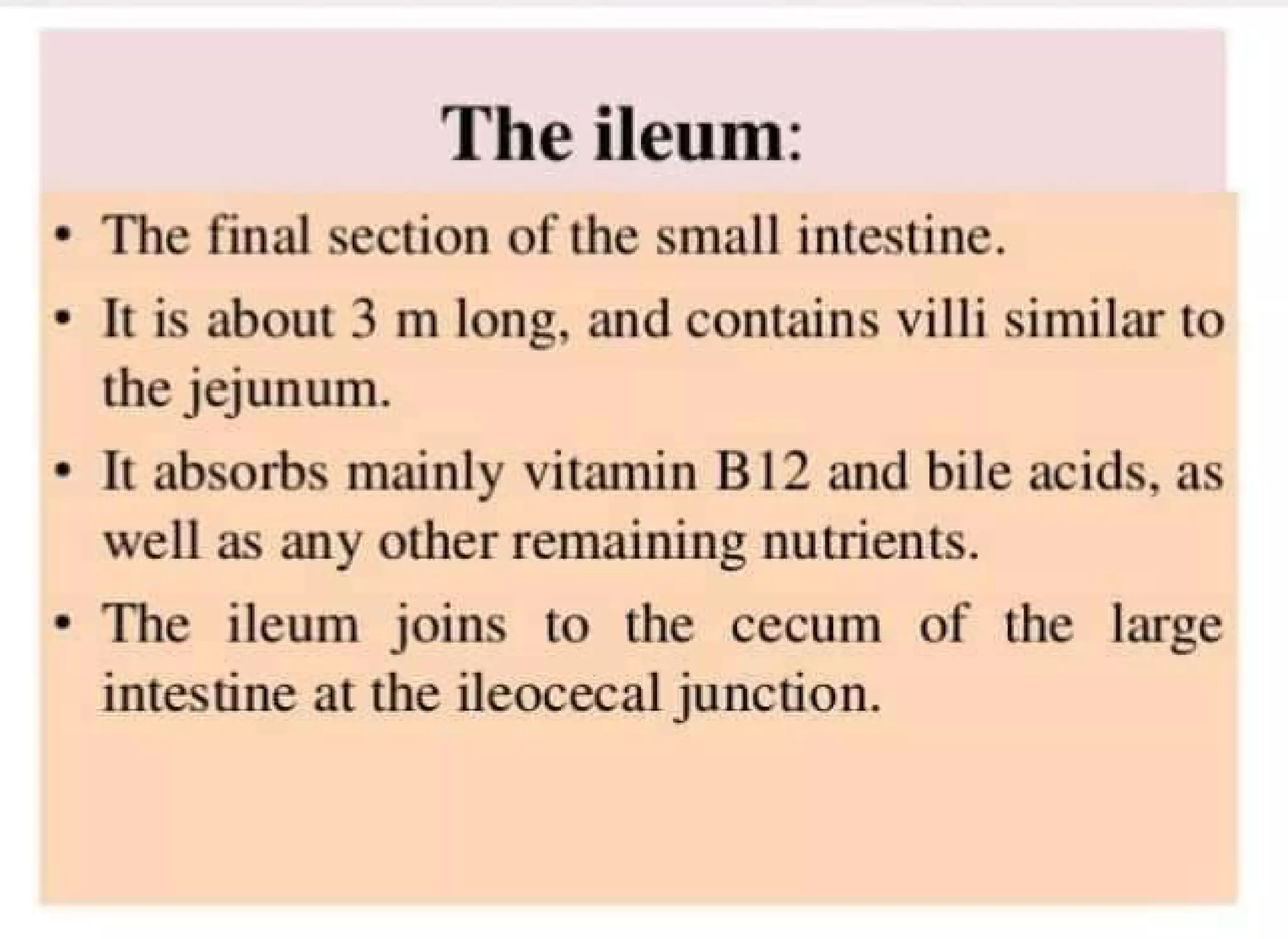 Small intestine detail ( anatomy & physiology) | PDF